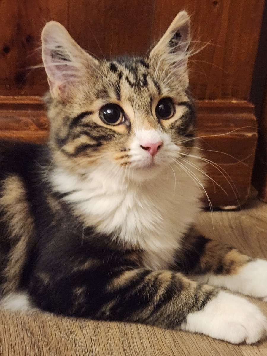 Jeremy - Male Domestic Medium Hair (DMH) Cat in SA - PetRescue