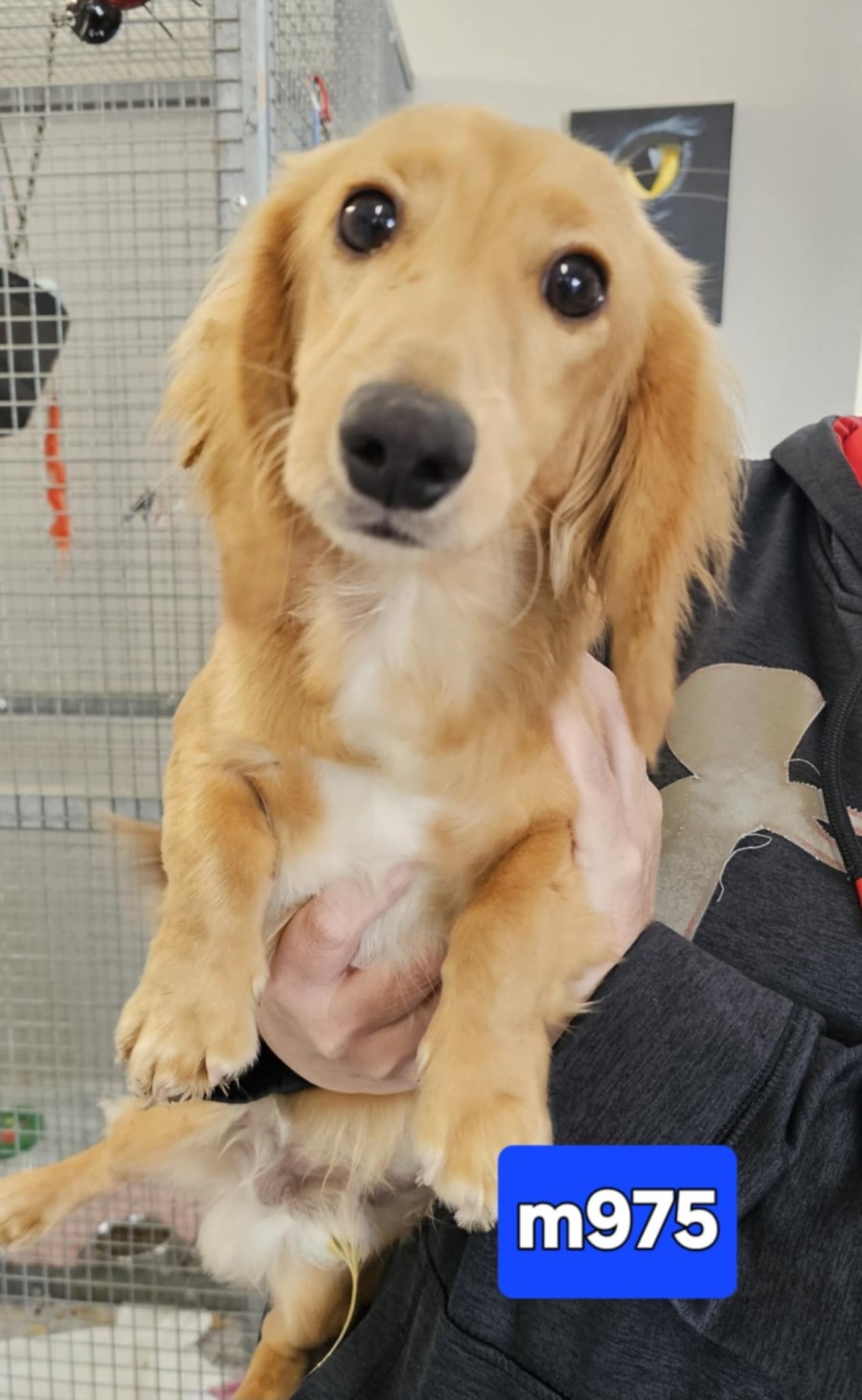 Sonny - Small Male Dachshund Dog in NSW - PetRescue