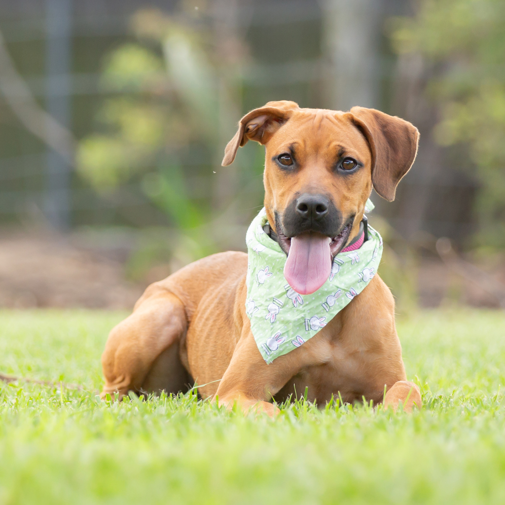 Sasha - Large Female Mastiff x Rhodesian Ridgeback Mix Dog in QLD ...