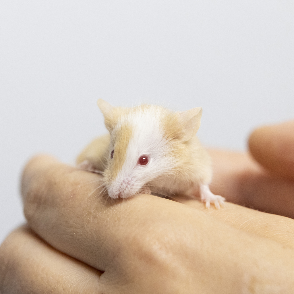 Chloe' - Female Mouse Mix Mouse in QLD - PetRescue