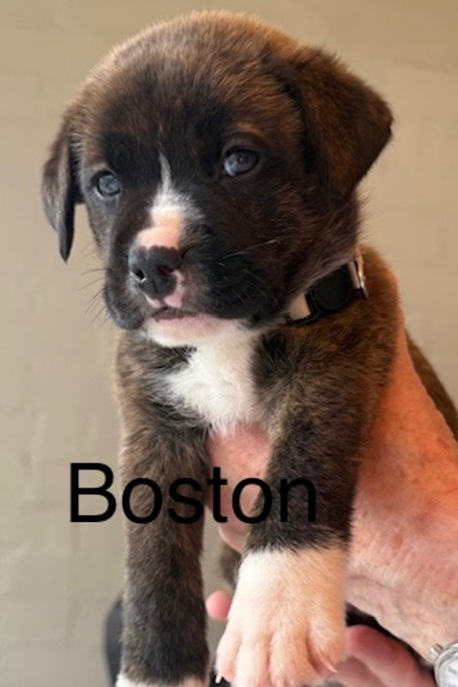 Boston - Medium Male Boxer Mix Dog in NSW - PetRescue