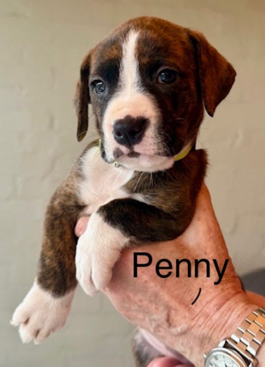 Penny - Medium Female Boxer Mix Dog in NSW - PetRescue