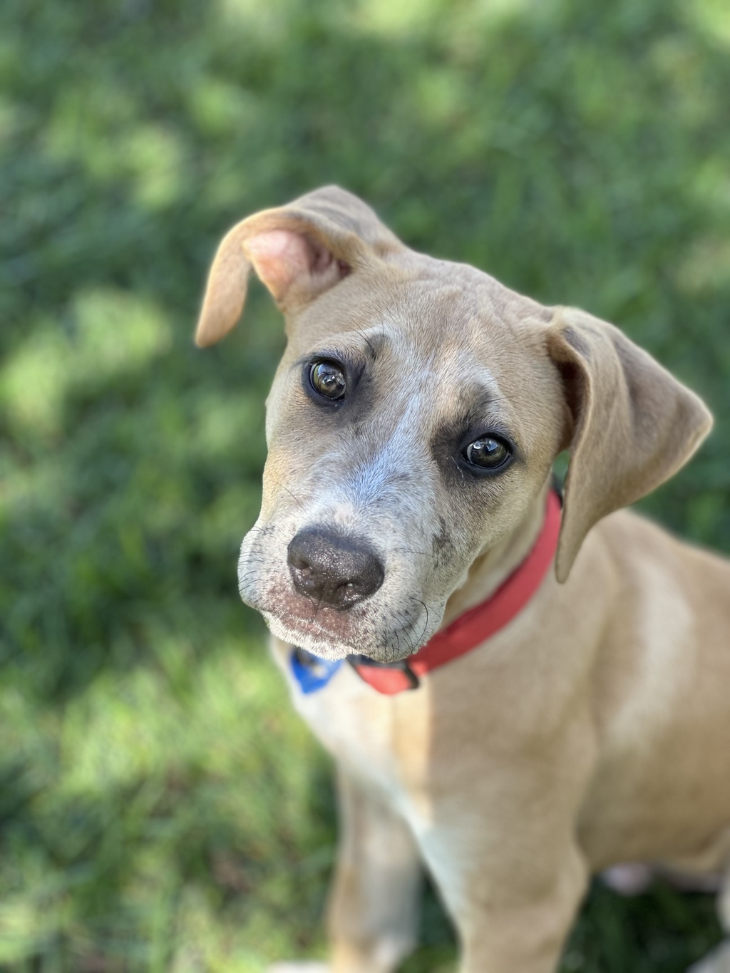 Sunny - Medium Male Bullmastiff x Rhodesian Ridgeback Mix Dog in QLD ...