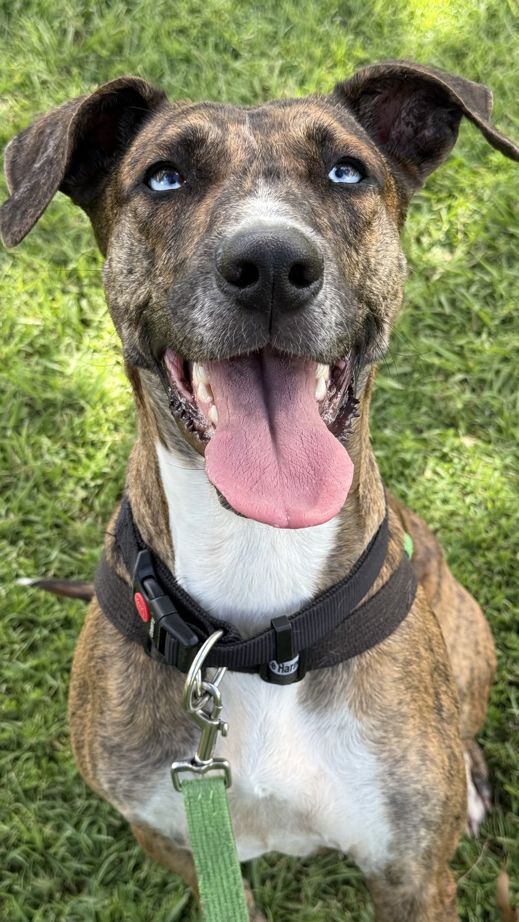 Leia - Large Female Neapolitan Mastiff x Louisiana Catahoula Leopard ...