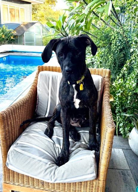 Janet - Large Female Great Dane x Mastiff Mix Dog in WA - PetRescue