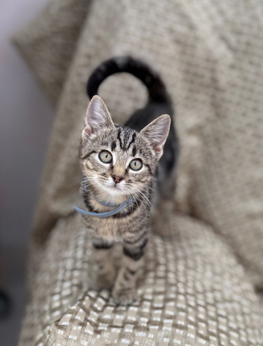 Squeak (9229) - Female Domestic Short Hair (DSH) Cat in NSW - PetRescue