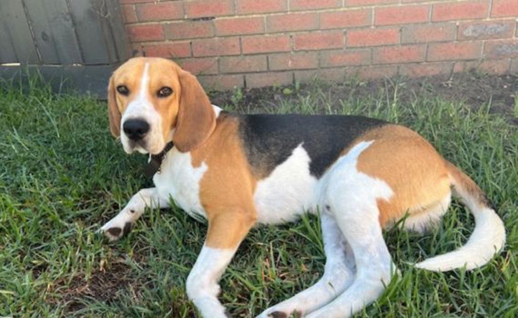 Robbie - Medium Male Harrier Mix Dog in VIC - PetRescue