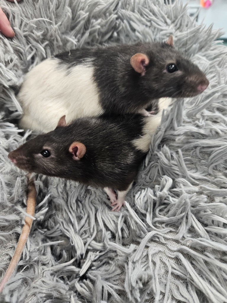 Pickle & Pepper - Male Rat Mix Rat in WA - PetRescue