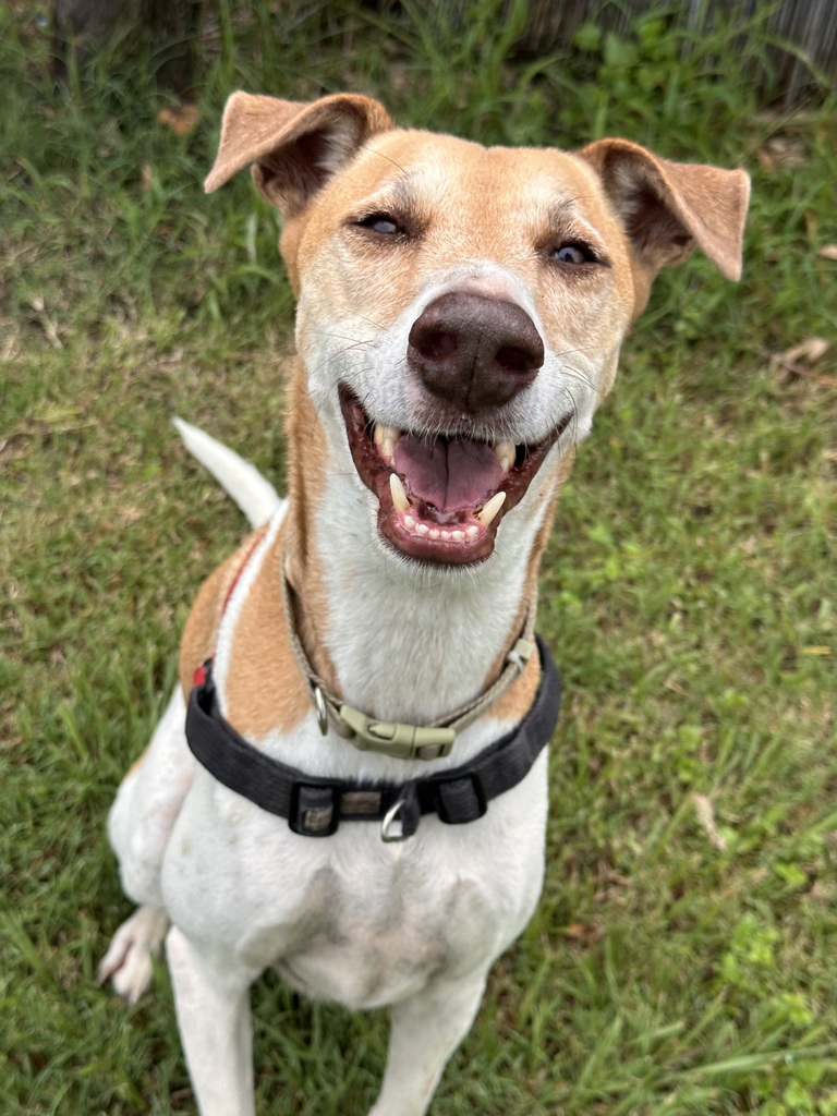 Loki - Medium Male Lurcher x English Staffordshire Bull Terrier Mix Dog ...