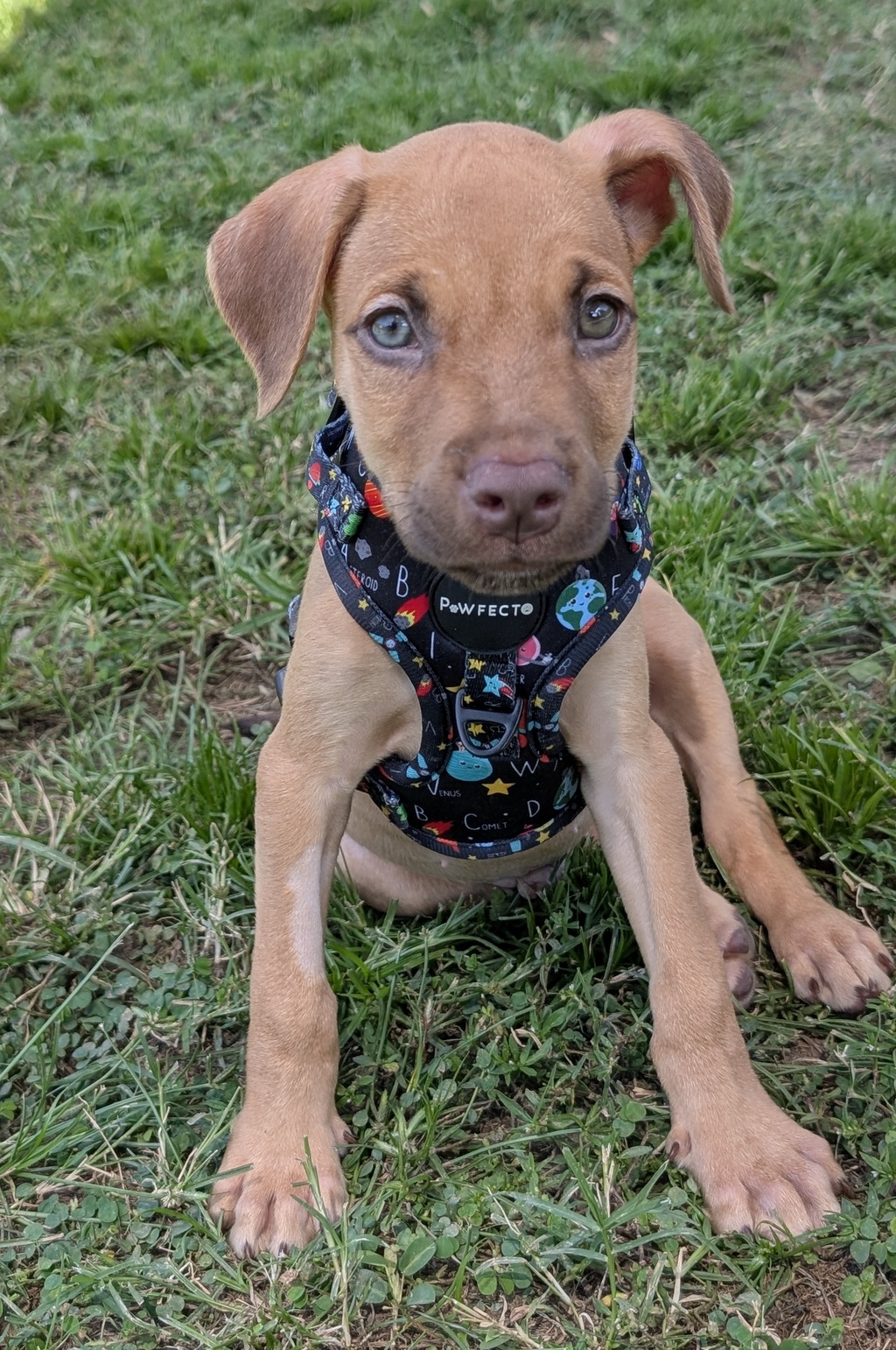 Rolls - Medium Male Rhodesian Ridgeback Mix Dog in QLD - PetRescue