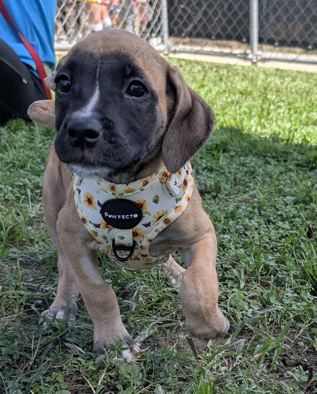 Maybach - Medium Female Rhodesian Ridgeback Mix Dog in QLD - PetRescue