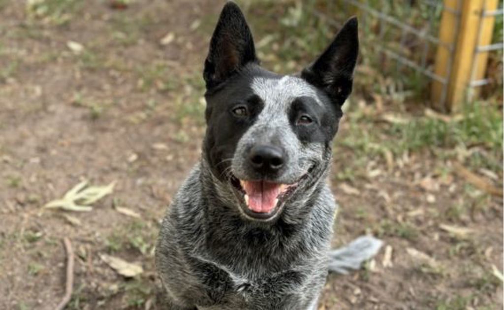 Lilly - Medium Female Heeler Mix Dog in VIC - PetRescue