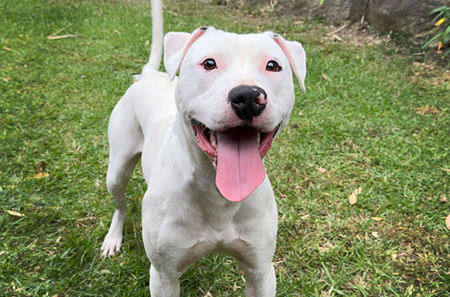 Terry - Medium Male American Staffordshire Terrier Mix Dog in NSW ...