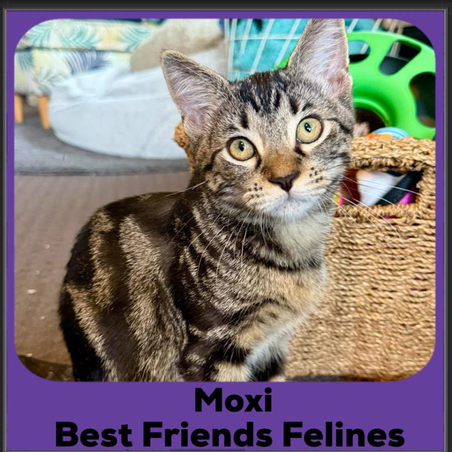 Moxi - Female Domestic Short Hair (DSH) Cat in QLD - PetRescue
