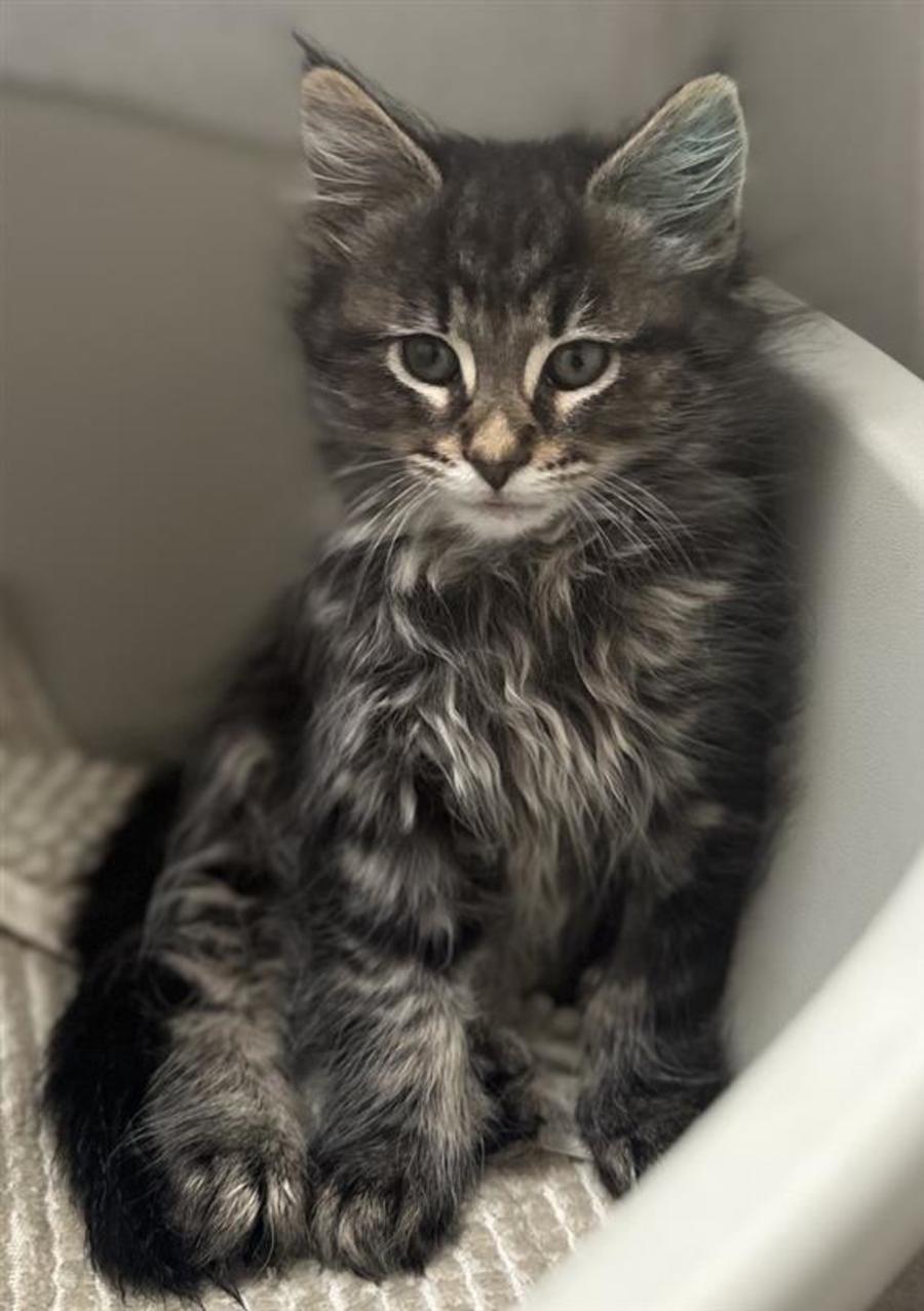 Nibbles - Female Domestic Medium Hair (DMH) Cat in VIC - PetRescue