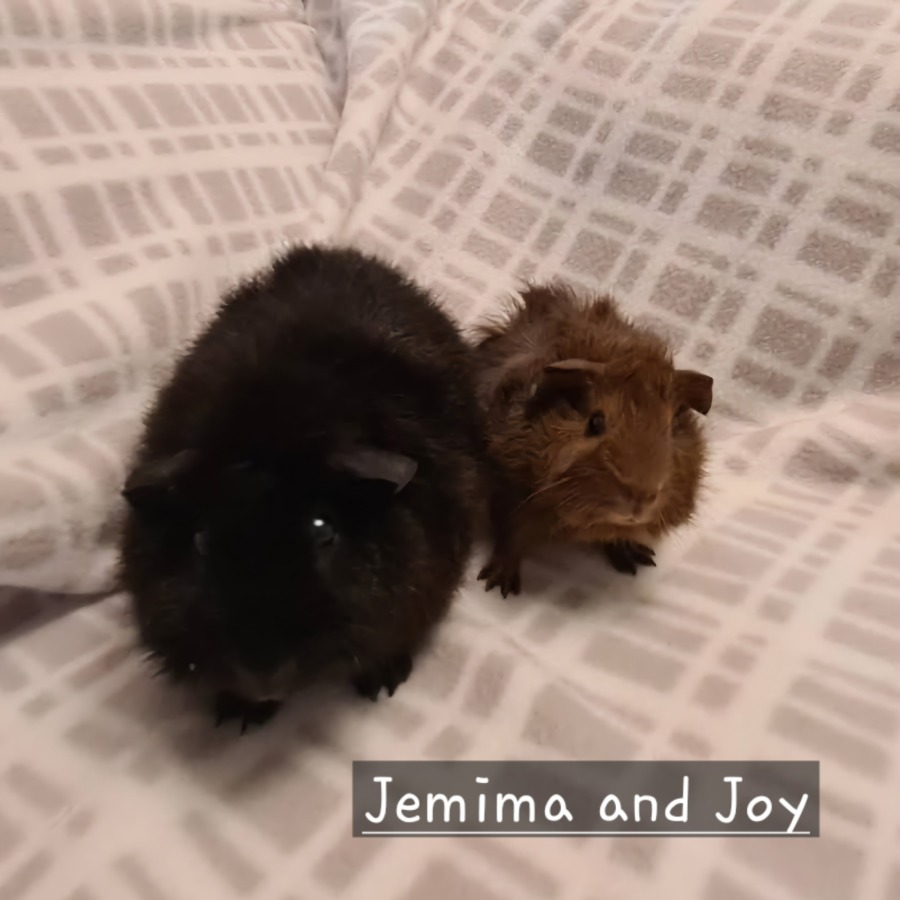 Jemima and Joy - Female Short-hair Guinea Pig in QLD - PetRescue
