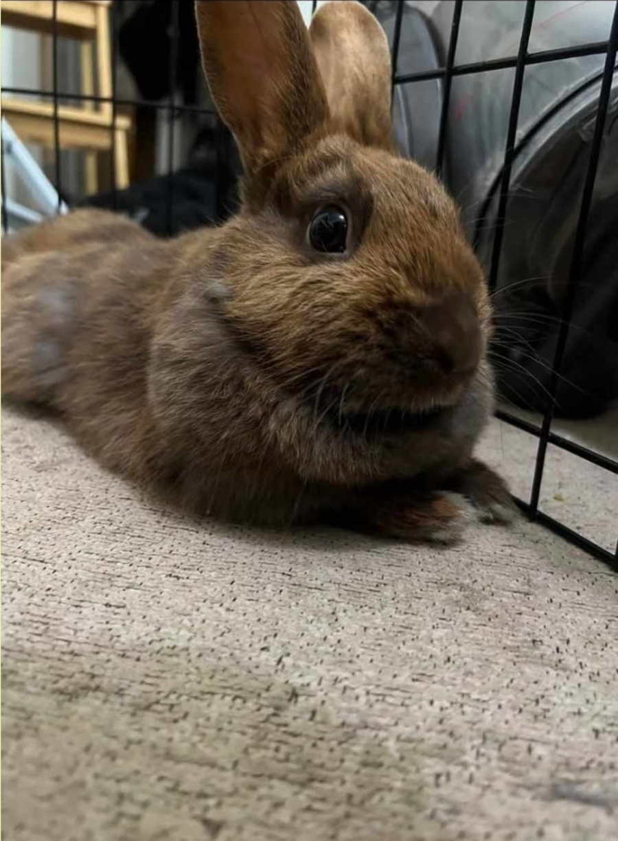 Janis - Female Rabbit in VIC - PetRescue