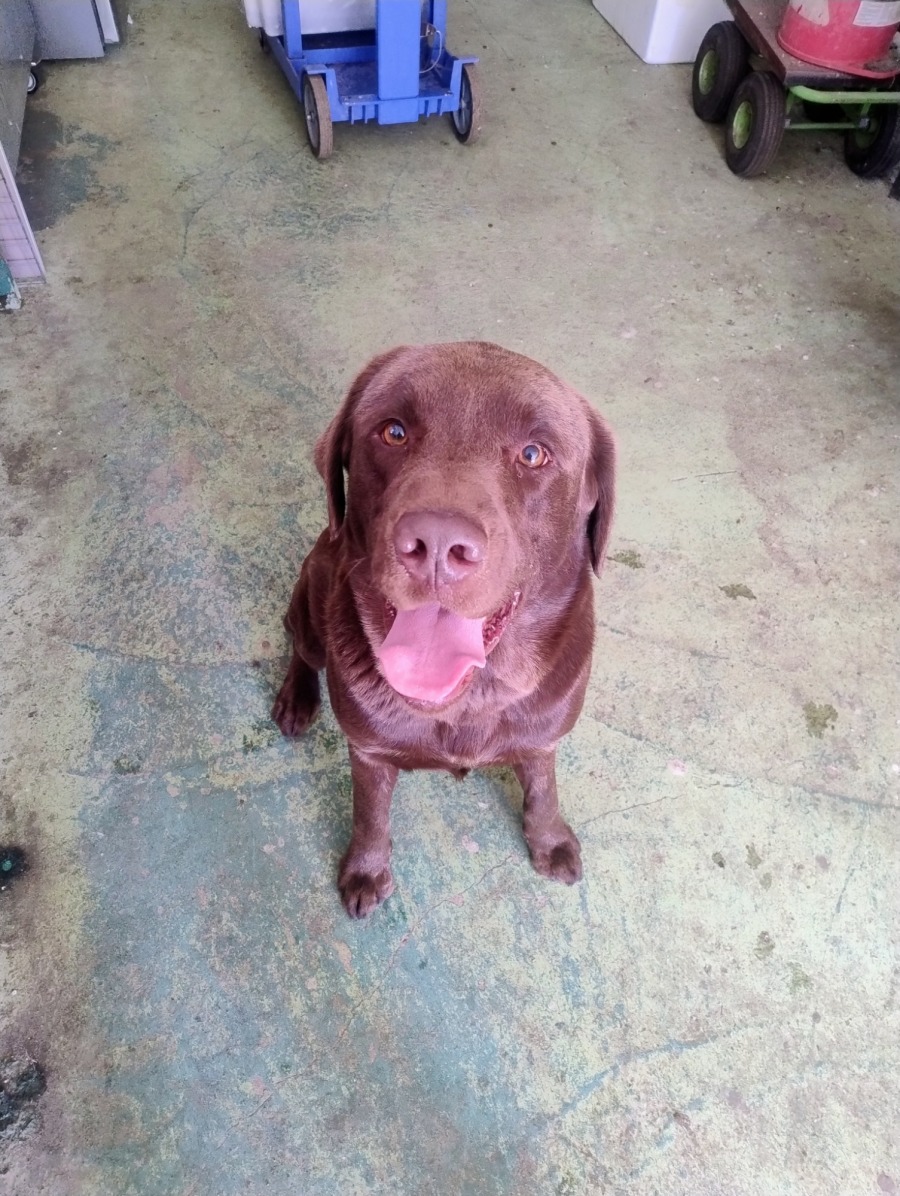 Milo - Large Male Labrador Retriever Dog in VIC - PetRescue