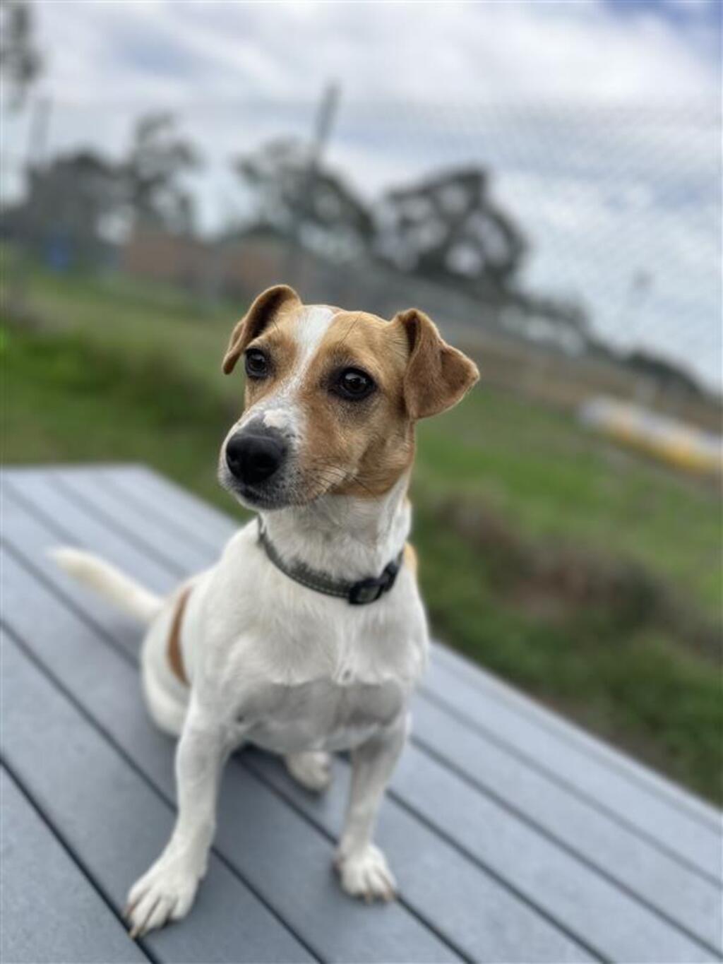Arlo - Small Male Parsons Jack Russell Terrier Dog in VIC - PetRescue