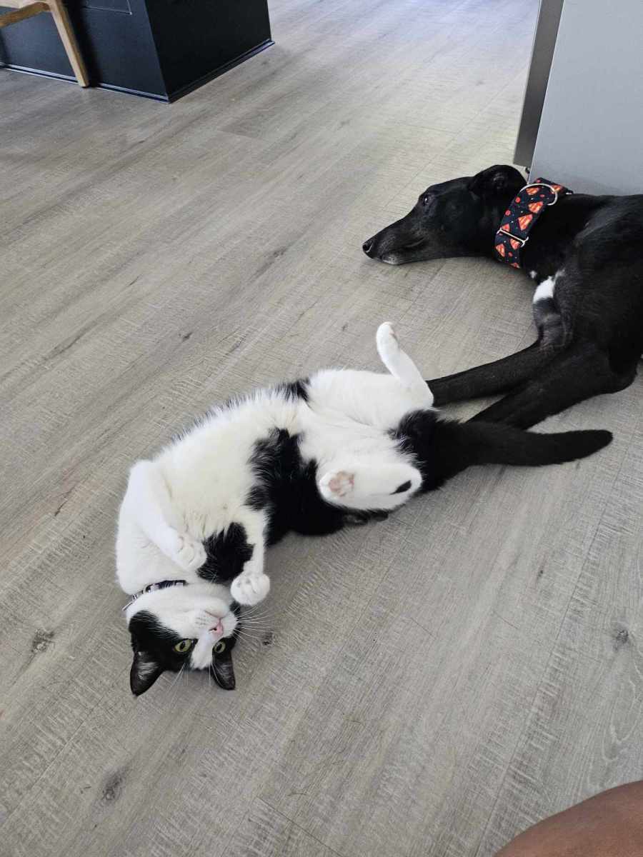 Rodney, the cat friendly greyhound - Large Male Greyhound Dog in NSW ...