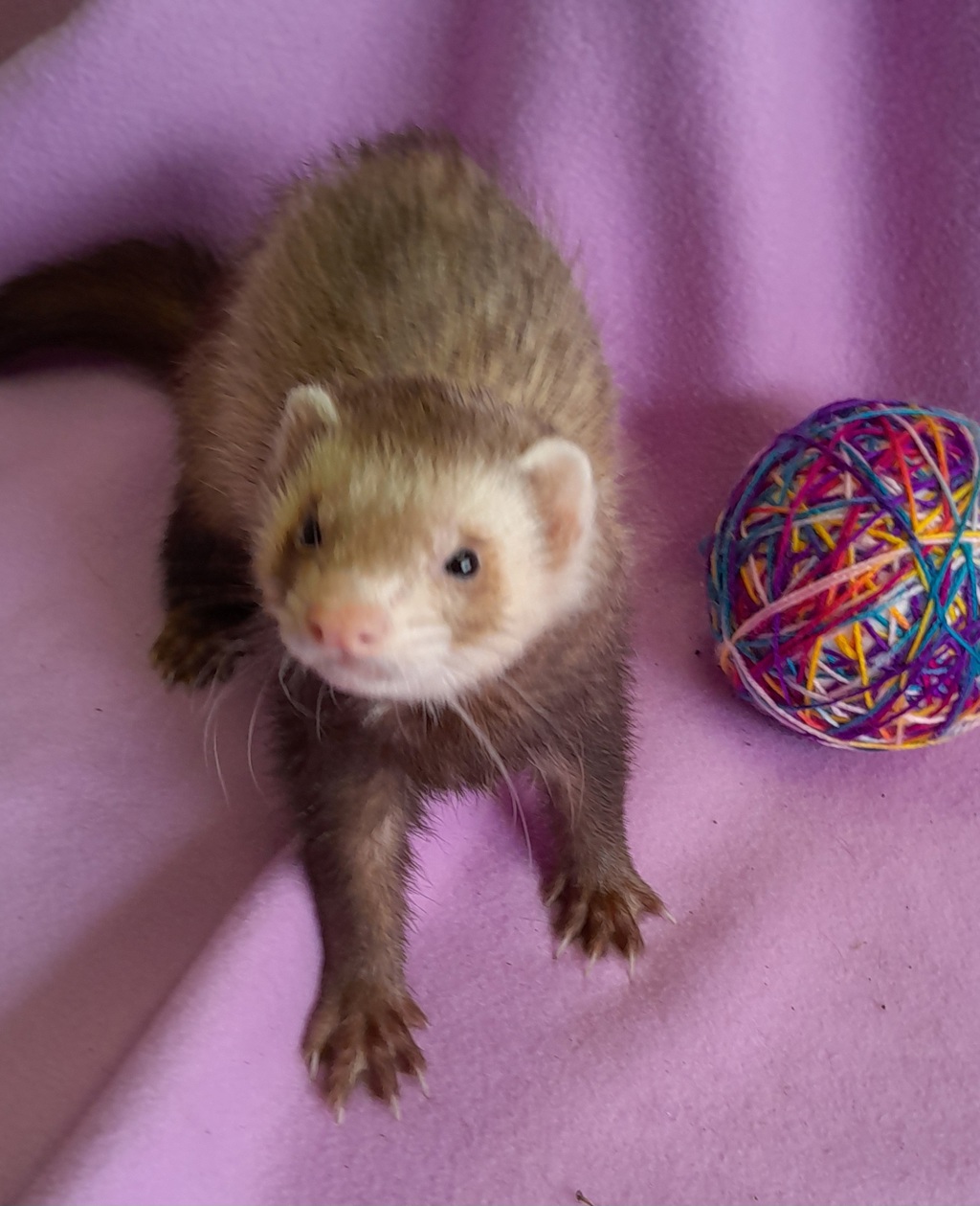 Hobbit - Male Ferret Mix Ferret in TAS - PetRescue