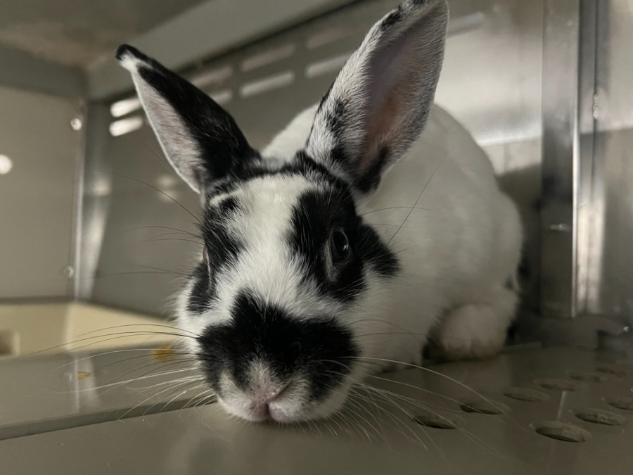 Bessie - Female Bunny Rabbit Rabbit in NSW - PetRescue