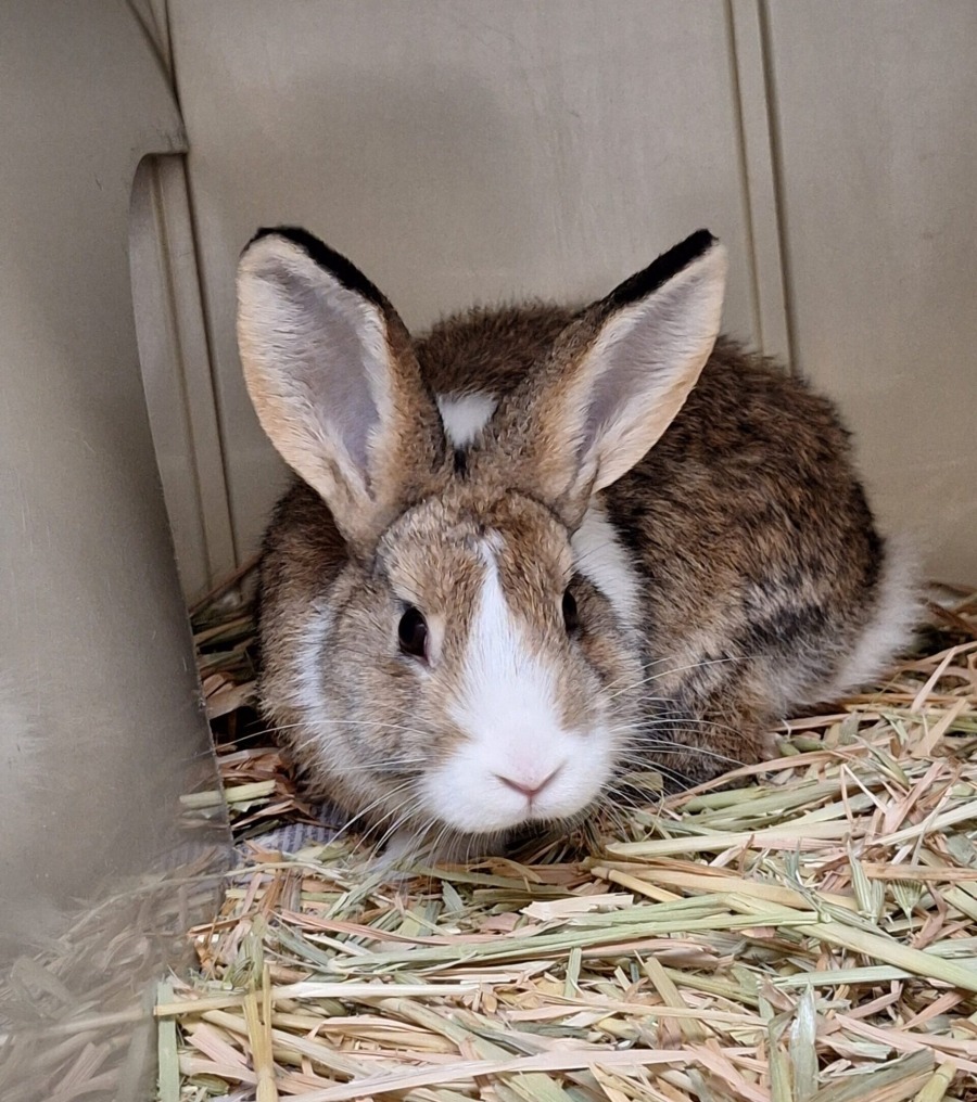 Catherine Willows - Female Bunny Rabbit Rabbit in NSW - PetRescue
