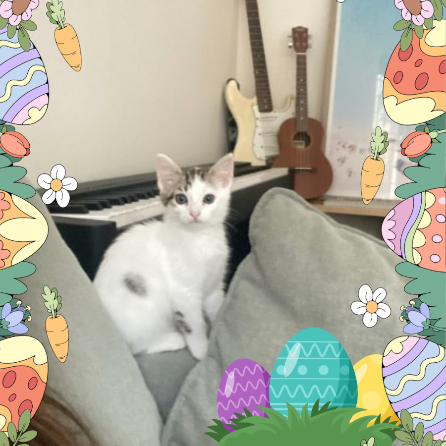 Edwina - Female Domestic Short Hair (DSH) Cat in NSW - PetRescue