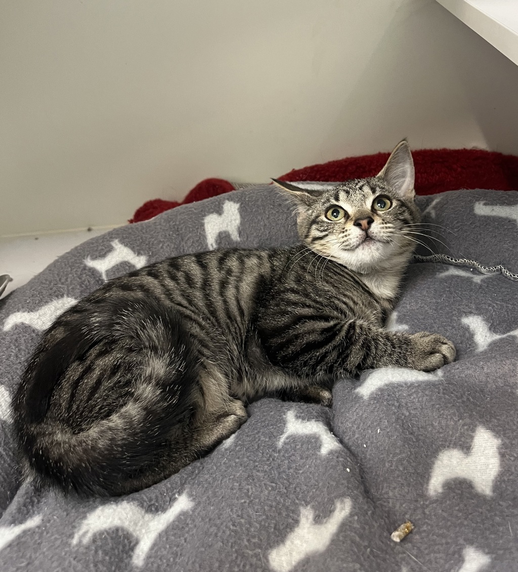 Bippity - Male Domestic Short Hair Mix Cat in VIC - PetRescue