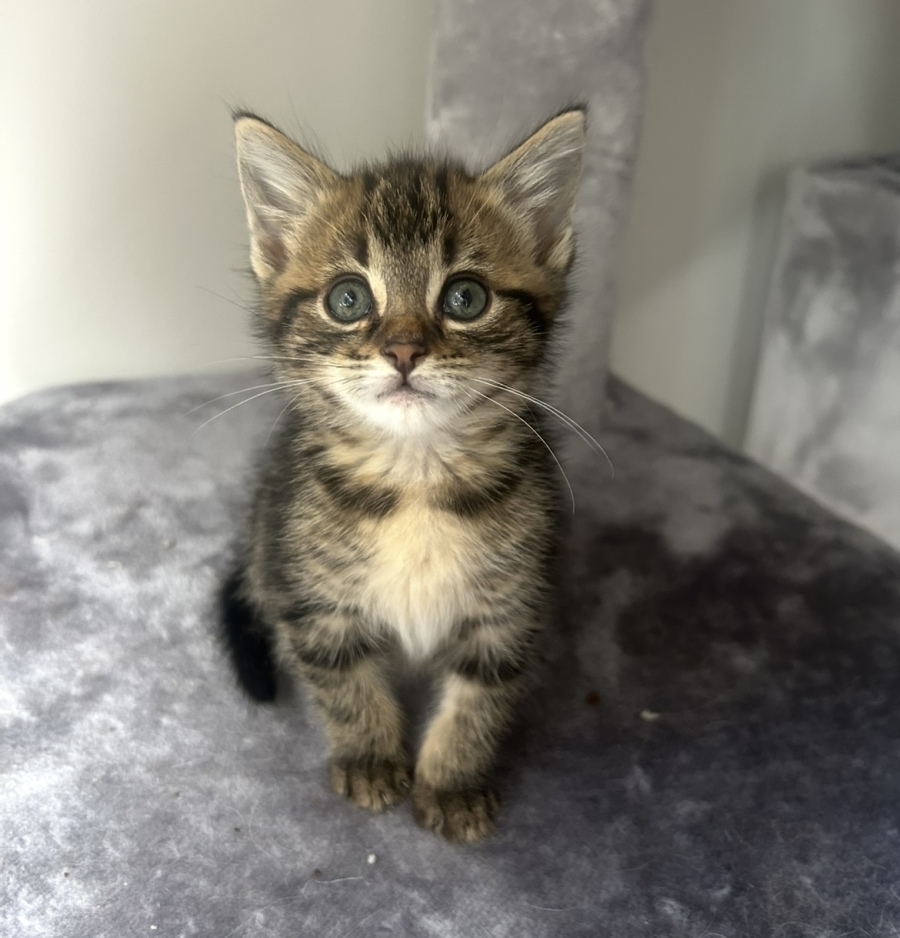 Pumba - Male Domestic Short Hair (DSH) Cat in VIC - PetRescue