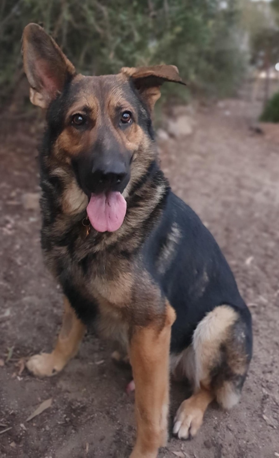 Odin - Large Male German Shepherd Dog Dog in VIC - PetRescue