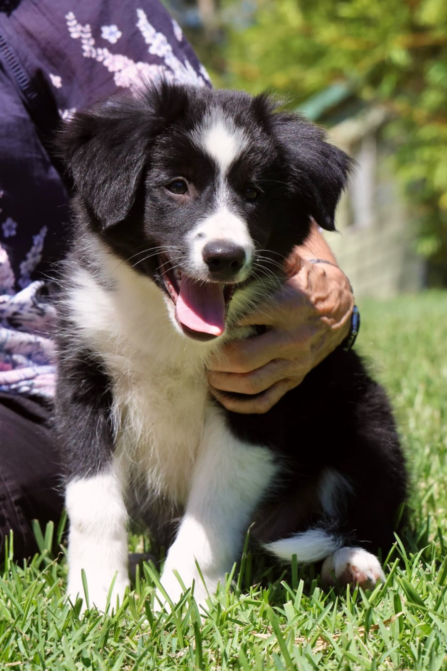 Lemon - Medium Female Border Collie Dog in NSW - PetRescue