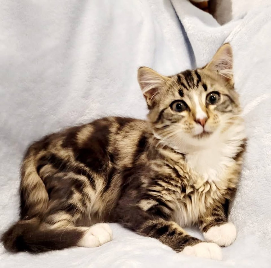 Tigger - Male Domestic Medium Hair (DMH) Cat in VIC - PetRescue