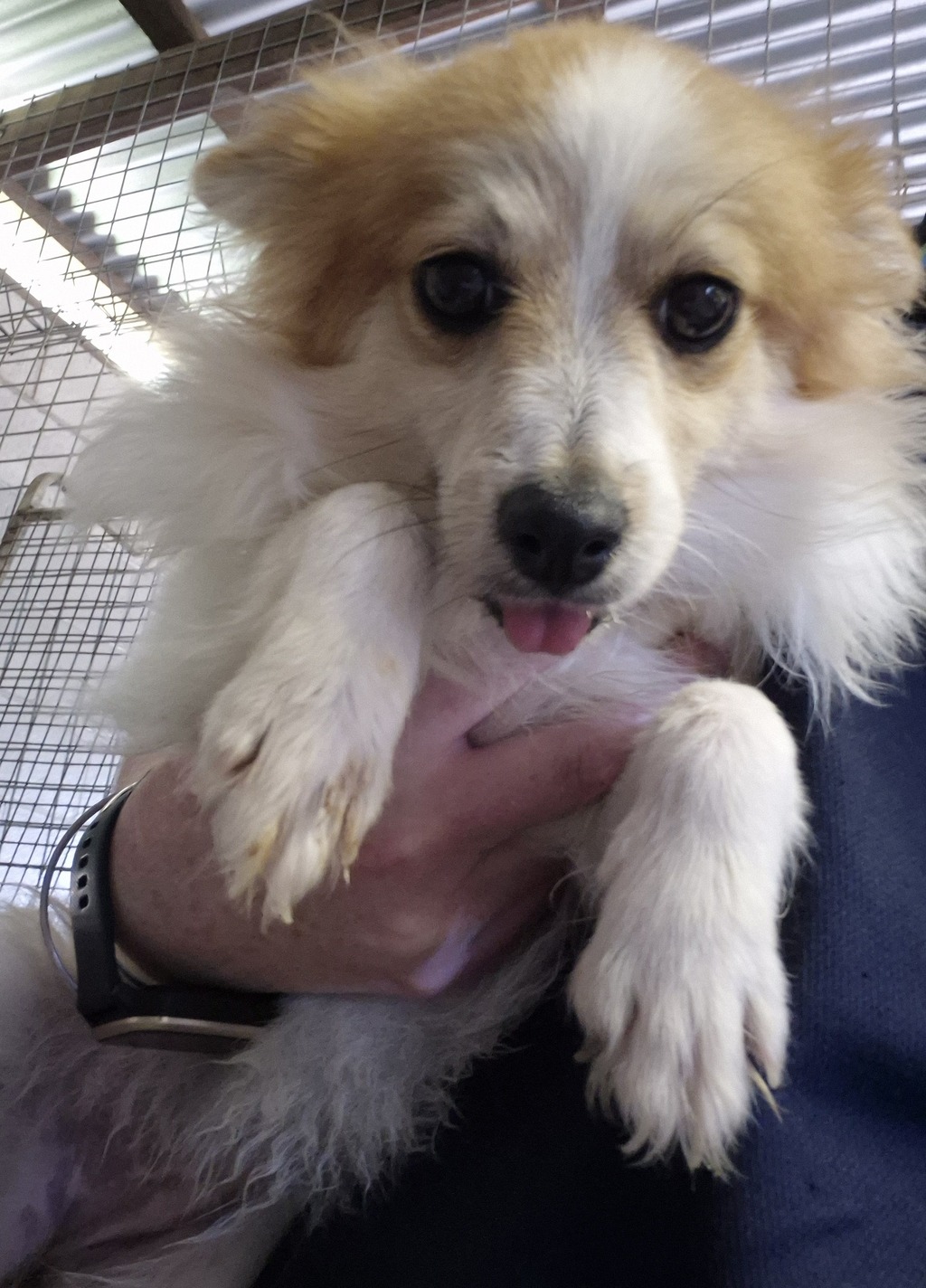 Mio - Small Female Pomeranian Mix Dog in QLD - PetRescue