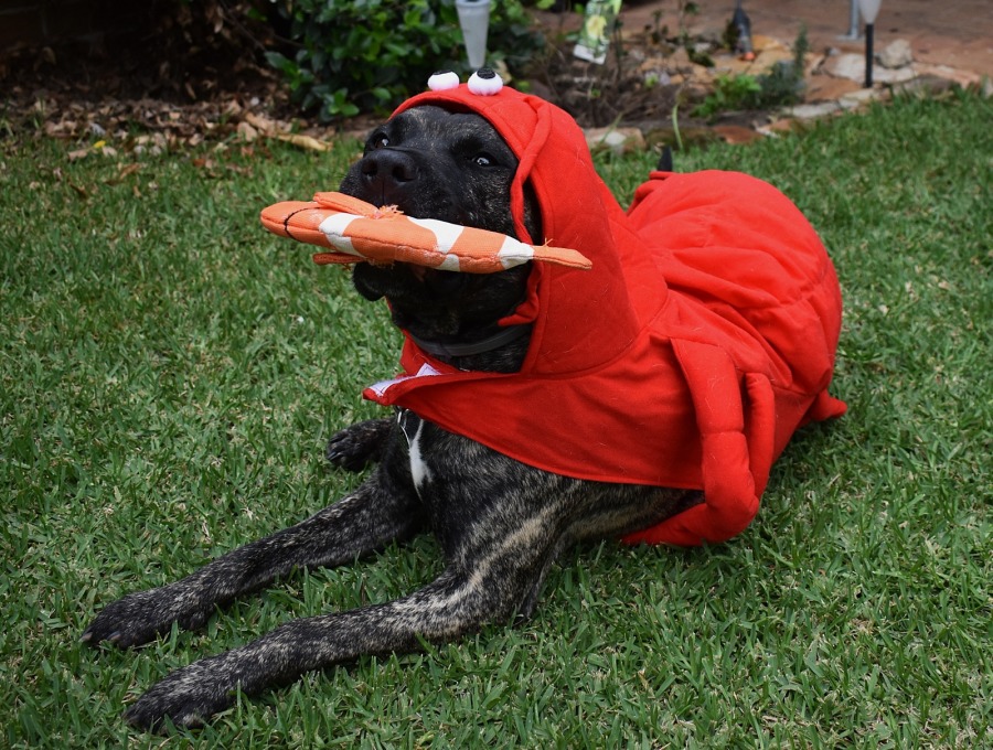 Yogi - Medium Male American Staffordshire Terrier Dog in NSW - PetRescue