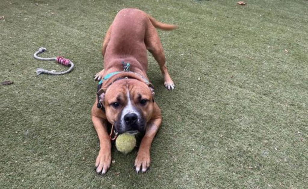 Wiggle Worm - Medium Male Staffy Mix Dog in VIC - PetRescue
