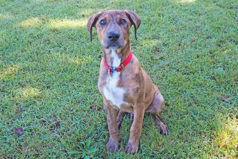 Lenny - Medium Male Australian Koolie Dog in NSW - PetRescue
