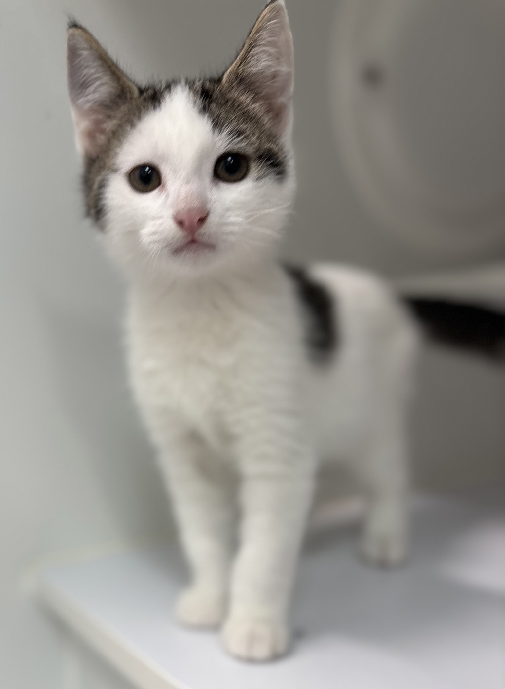 Biff - Female Domestic Short Hair Mix Cat in VIC - PetRescue