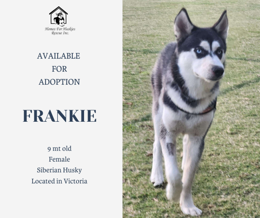 Frankie - Medium Female Siberian Husky Dog in VIC - PetRescue