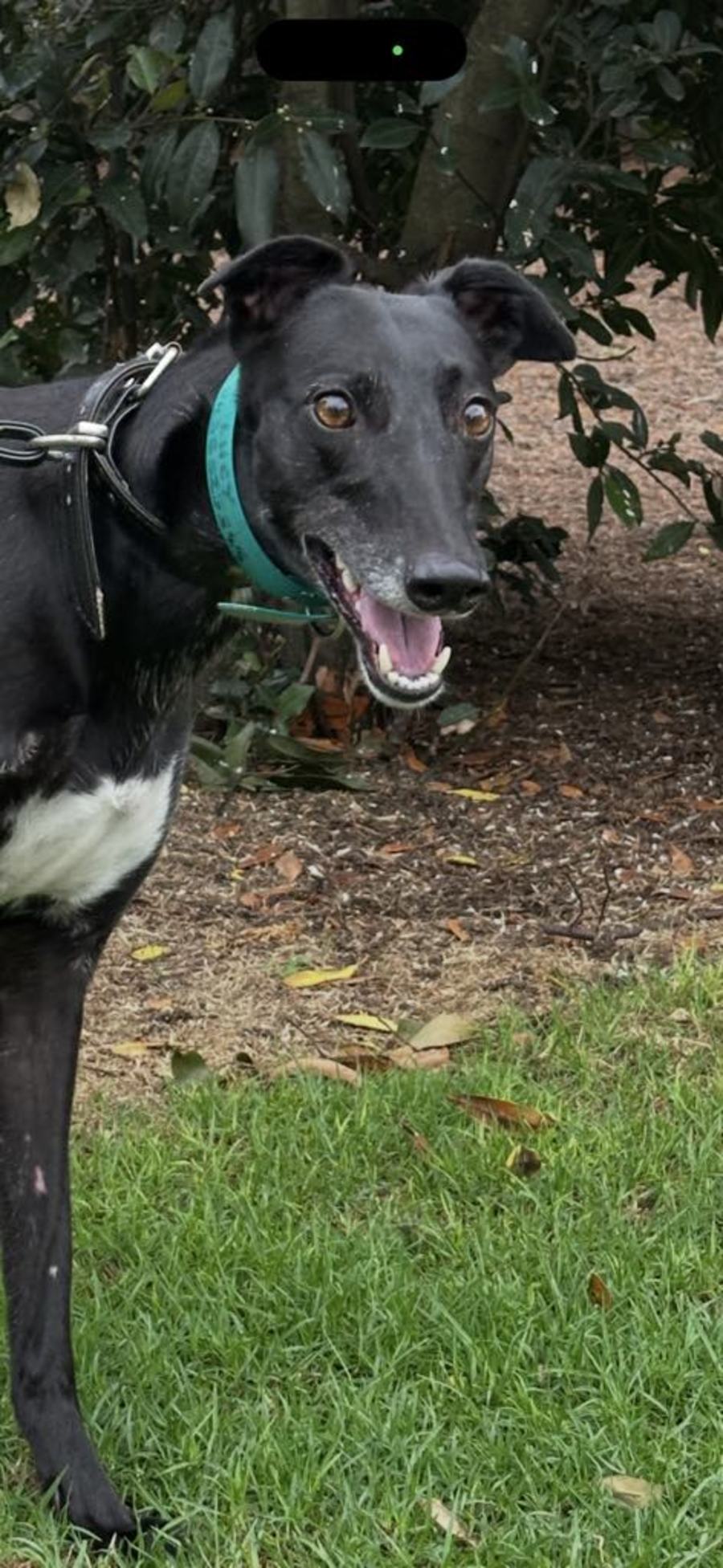 Lucy - Medium Female Greyhound Dog in VIC - PetRescue