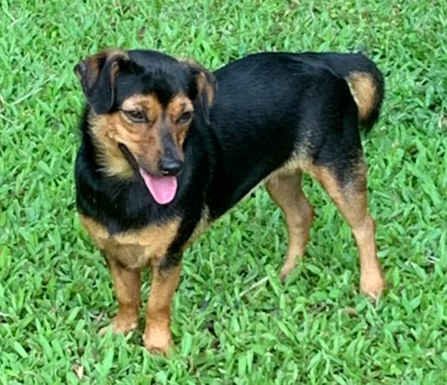 Bini - Small Female Dachshund Mix Dog in QLD - PetRescue