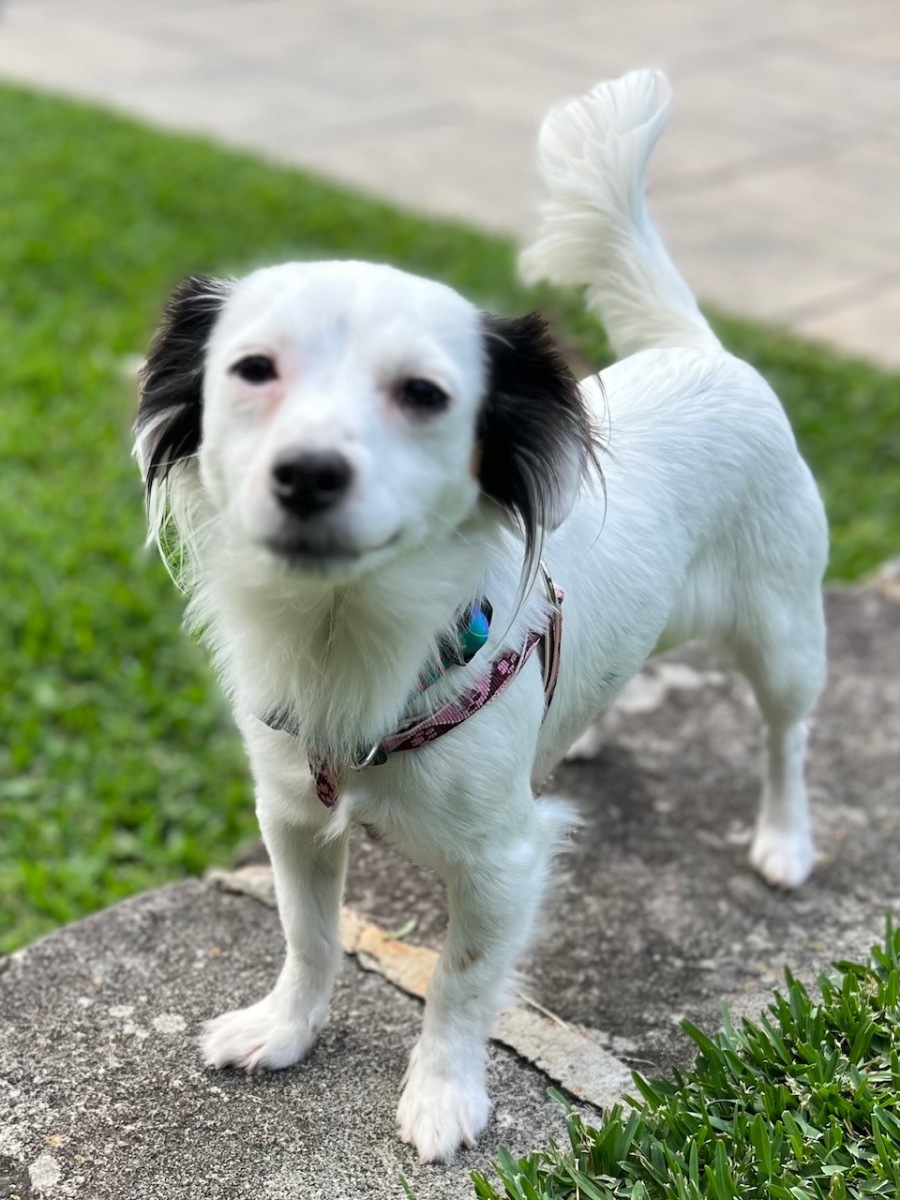 Maggie - Small Female Papillon Mix Dog in NSW - PetRescue