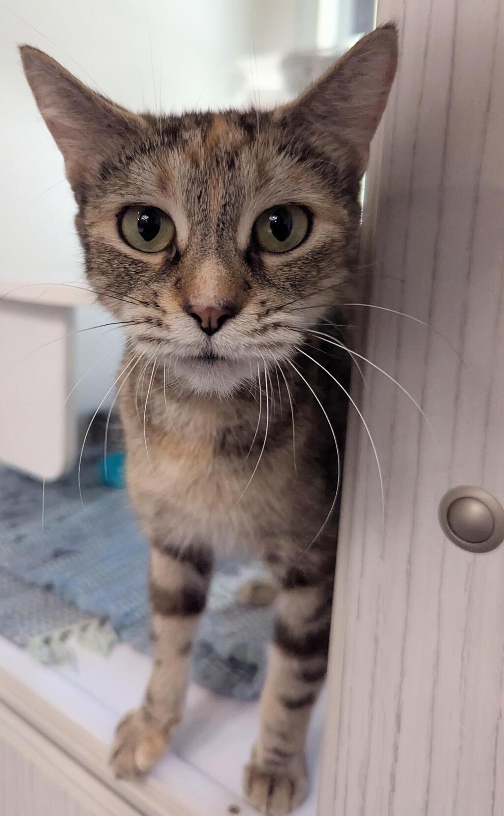 Pitty Pat - Female Domestic Short Hair Mix Cat in QLD - PetRescue