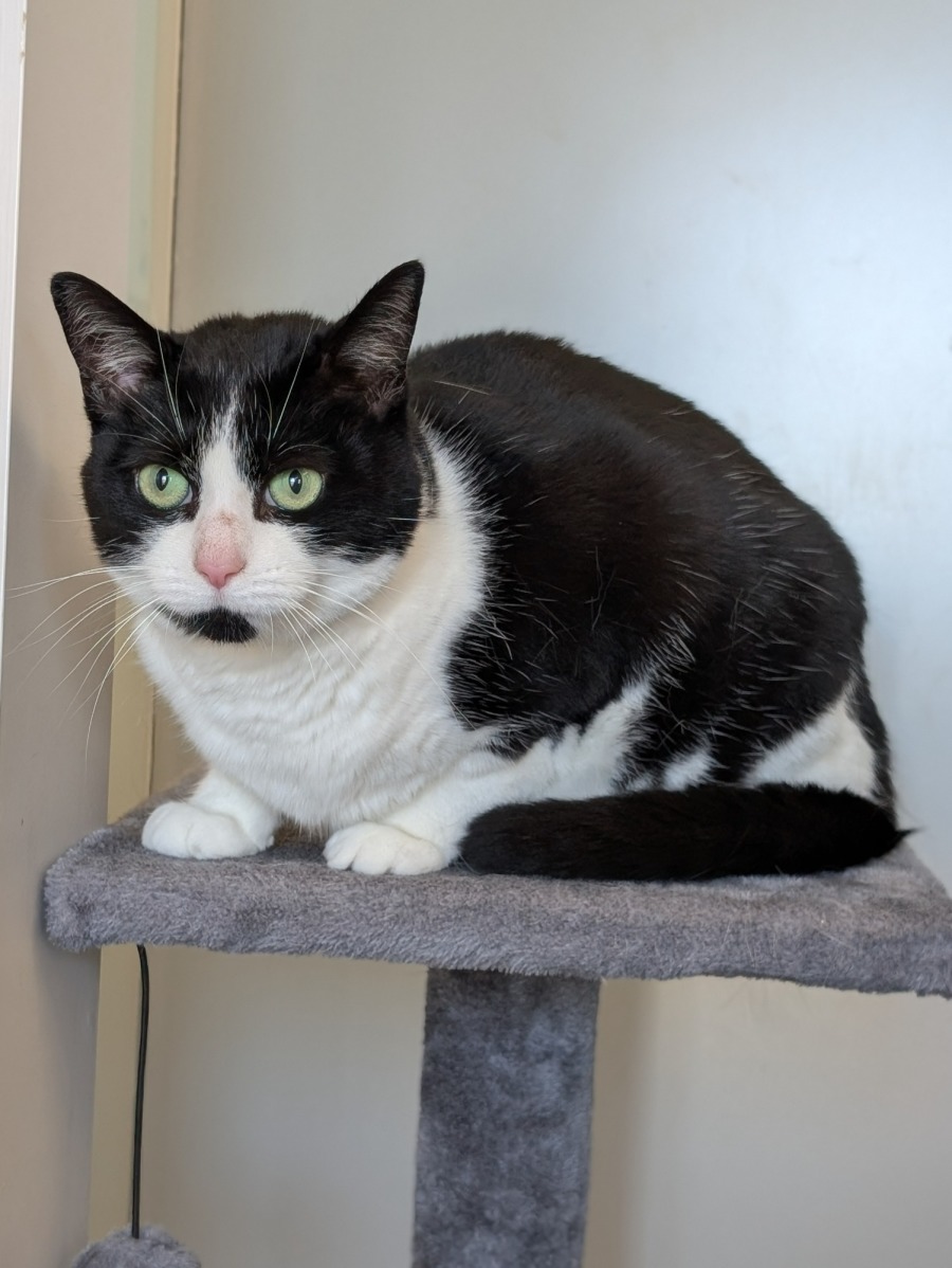 Jamie - Female Domestic Short Hair (DSH) Cat in VIC - PetRescue