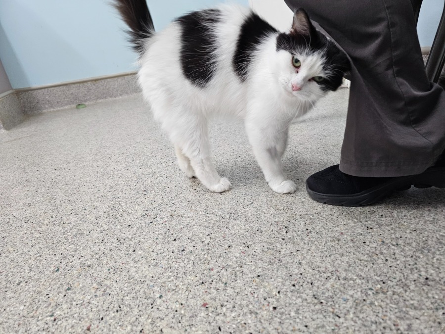 Brandine - Female Domestic Medium Hair (DMH) Cat in NSW - PetRescue