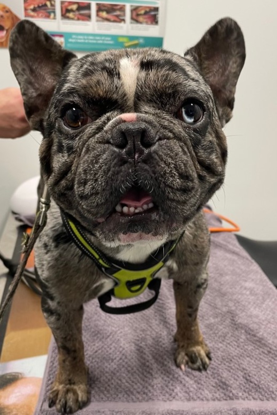 Jet - Medium Male French Bulldog Dog in VIC - PetRescue