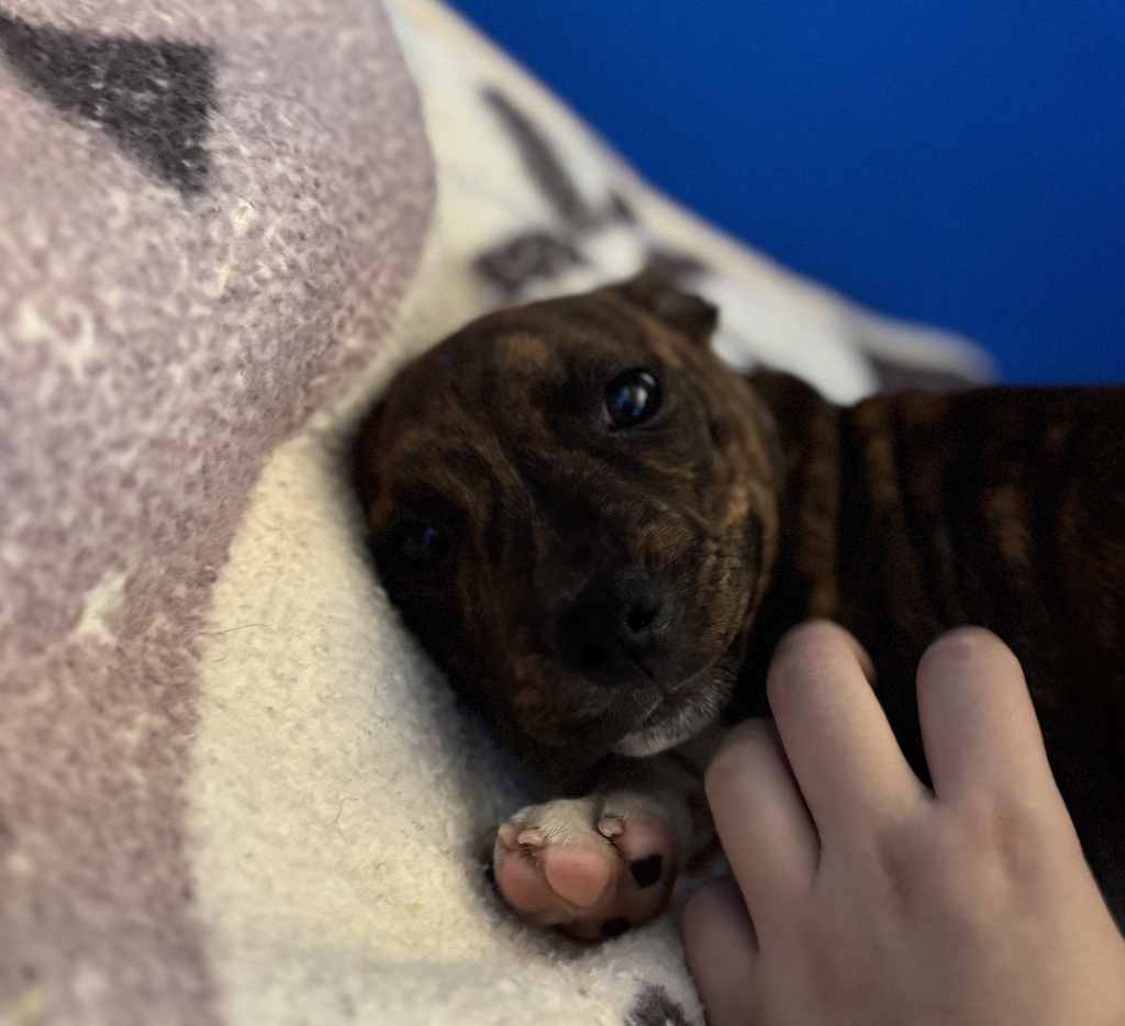 Roxy - Medium Female American Staffordshire Bull Terrier Mix Dog in QLD ...