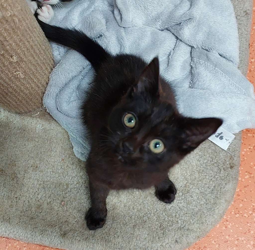 Frizzle - Female Domestic Short Hair Mix Cat in QLD - PetRescue