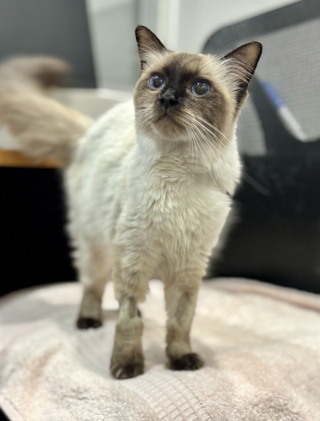 Zendaya - Female Ragdoll Mix Cat in VIC - PetRescue