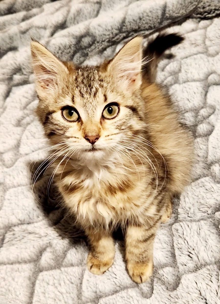 Pringles - Female Domestic Medium Hair (DMH) Cat in VIC - PetRescue